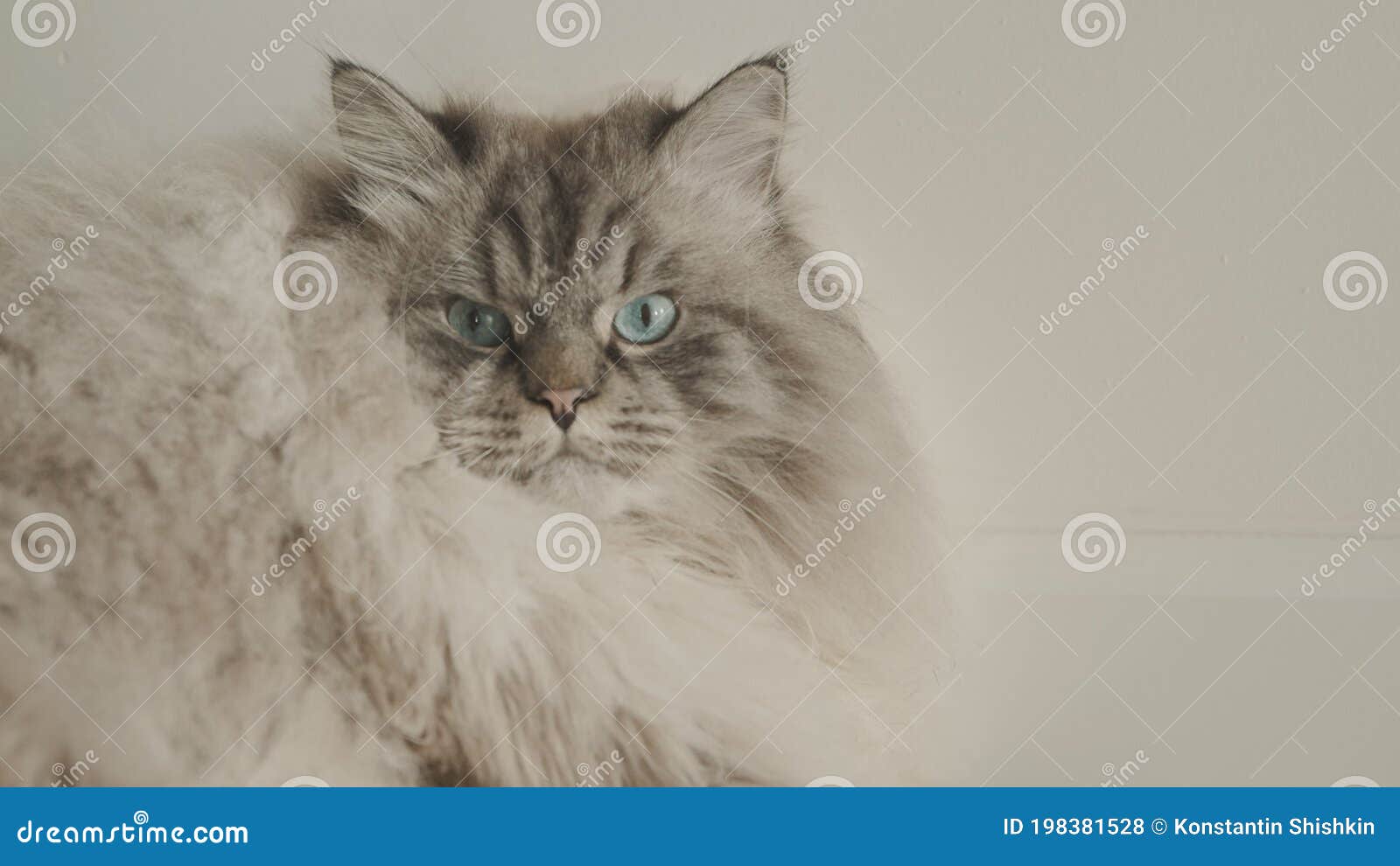 Angry Fluffy Cat Muzzle - a Cat Lying by the Wall and Looking in the ...