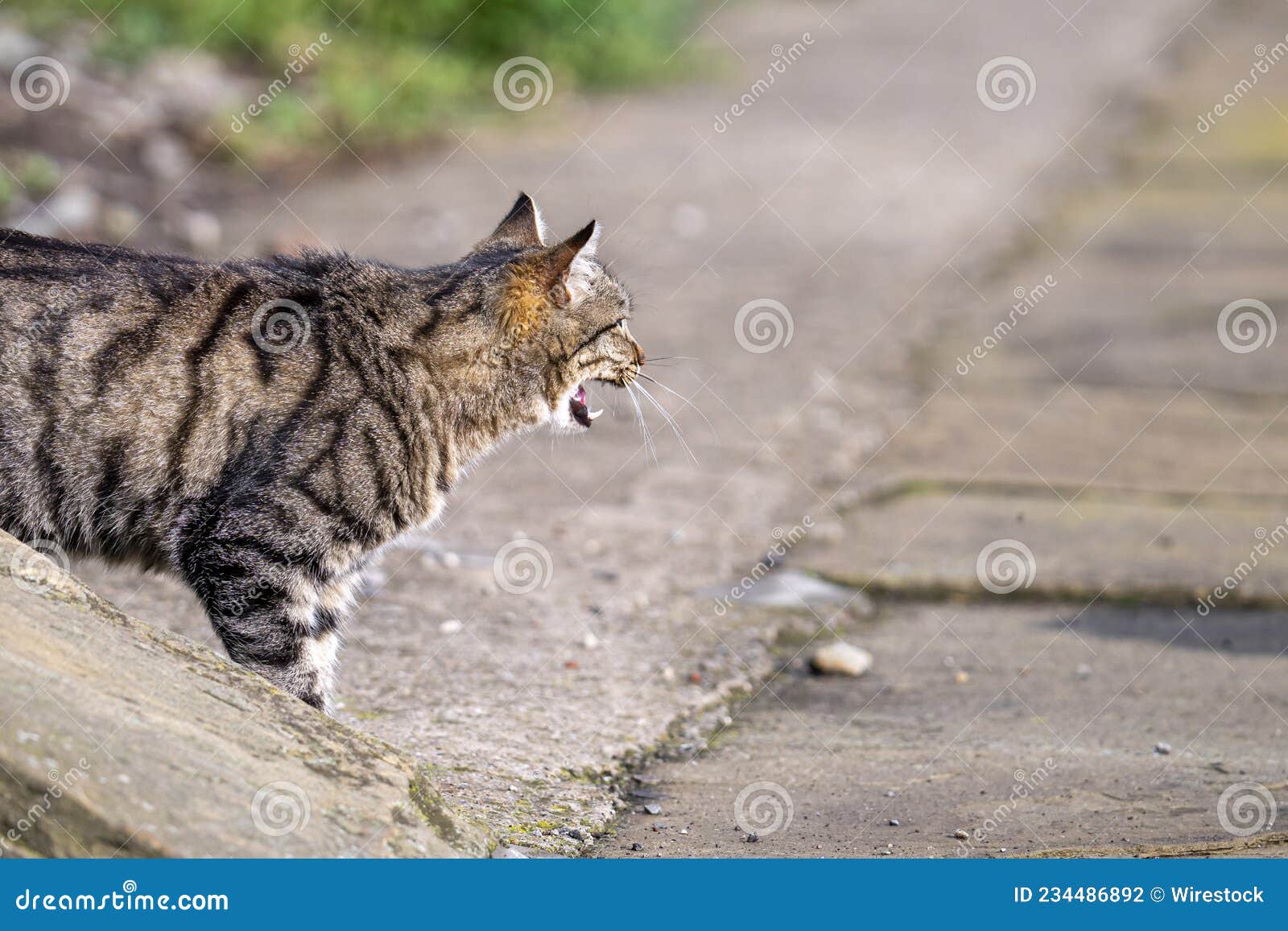 Angry, Fluffy Cat Outdoors on a Blurred Background Stock Photo - Image ...
