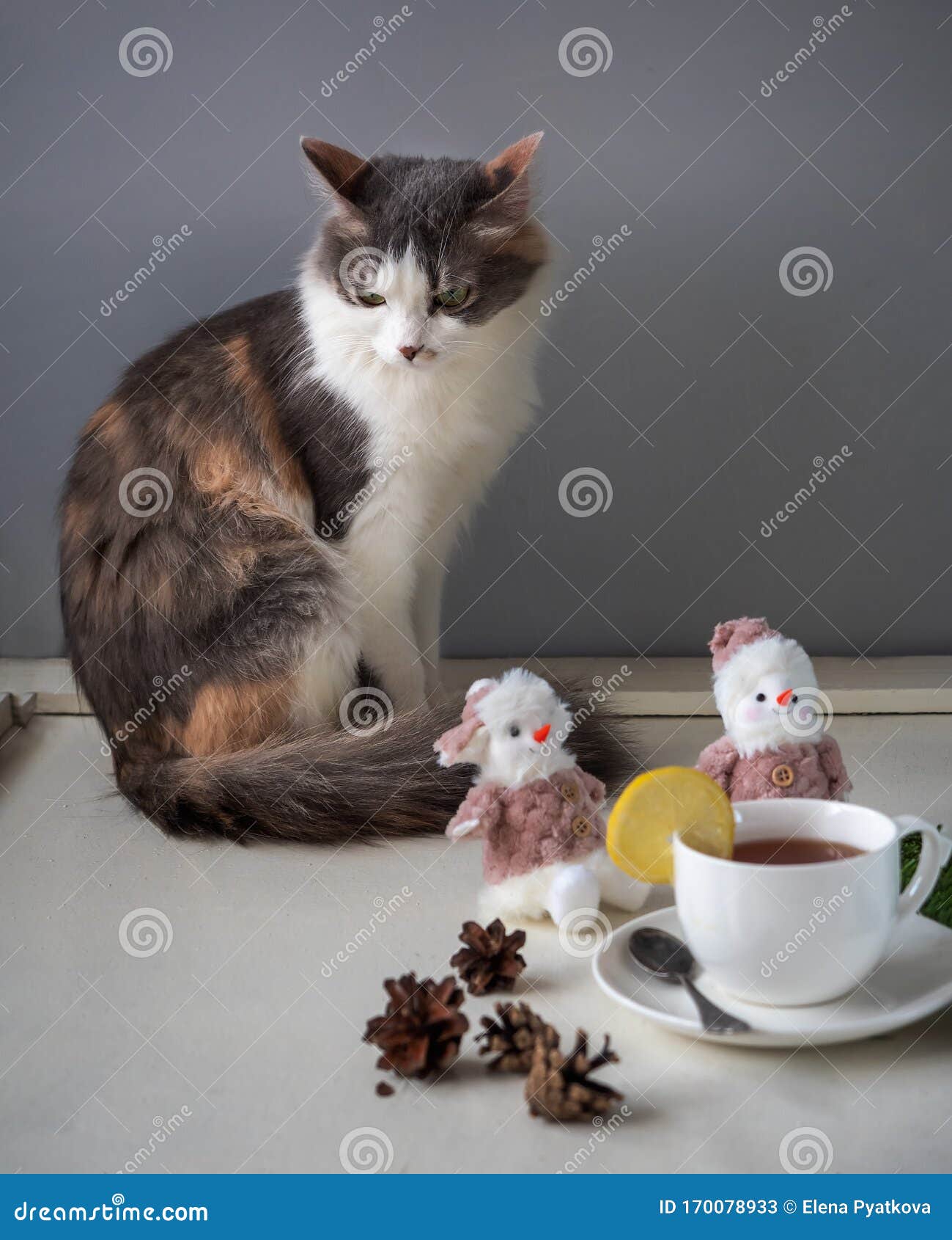 An Angry Fluffy Cat is Sitting on the Table. on the Front Board, Tea in ...