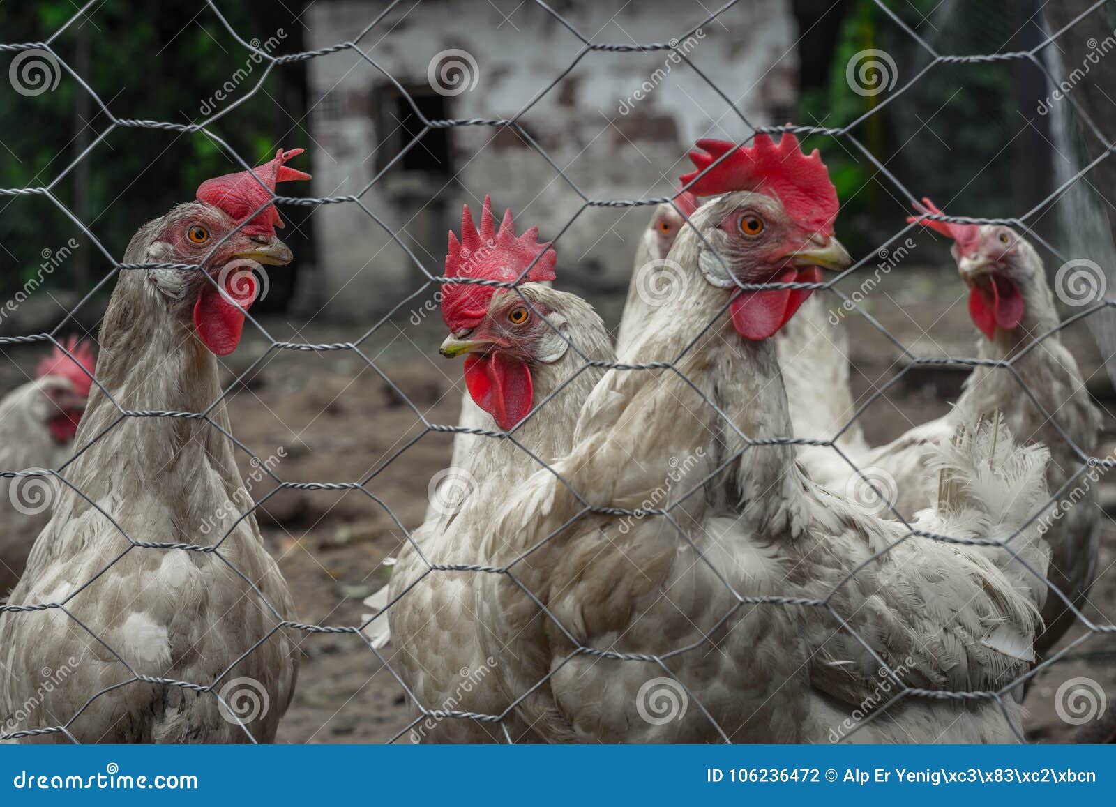 Angry Four Chicken Stock Photos - Free & Royalty-Free Stock Photos from ...