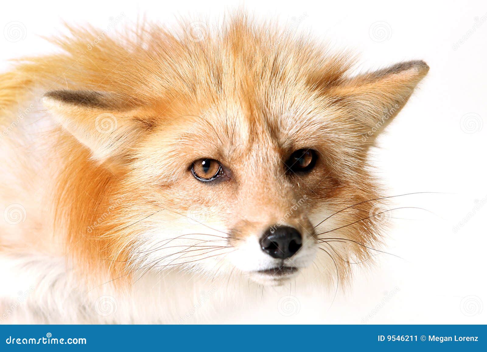 190 Angry Fox Photos - Free & Royalty-Free Stock Photos from Dreamstime