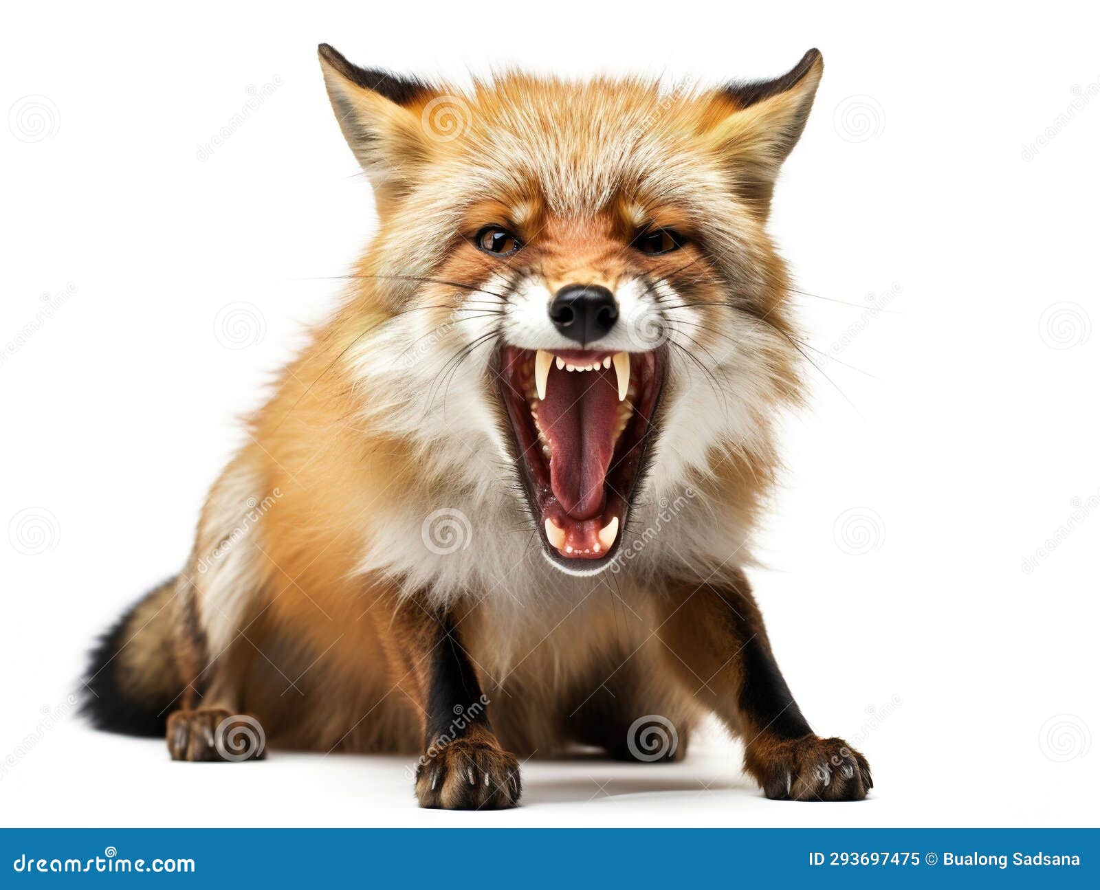 Angry Fox stock illustration. Illustration of imagine - 293697475