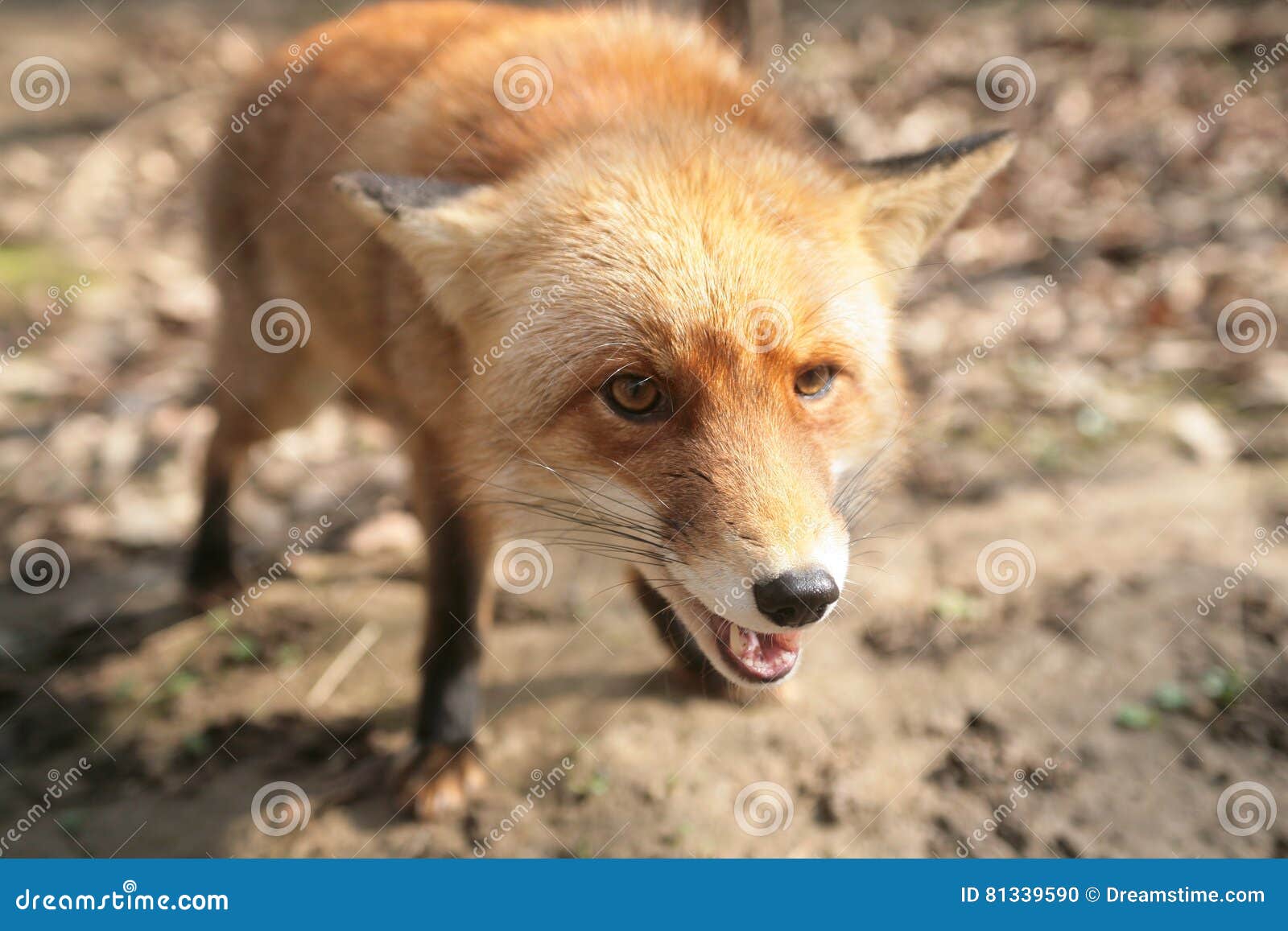 195 Angry Fox Photos - Free & Royalty-Free Stock Photos from Dreamstime