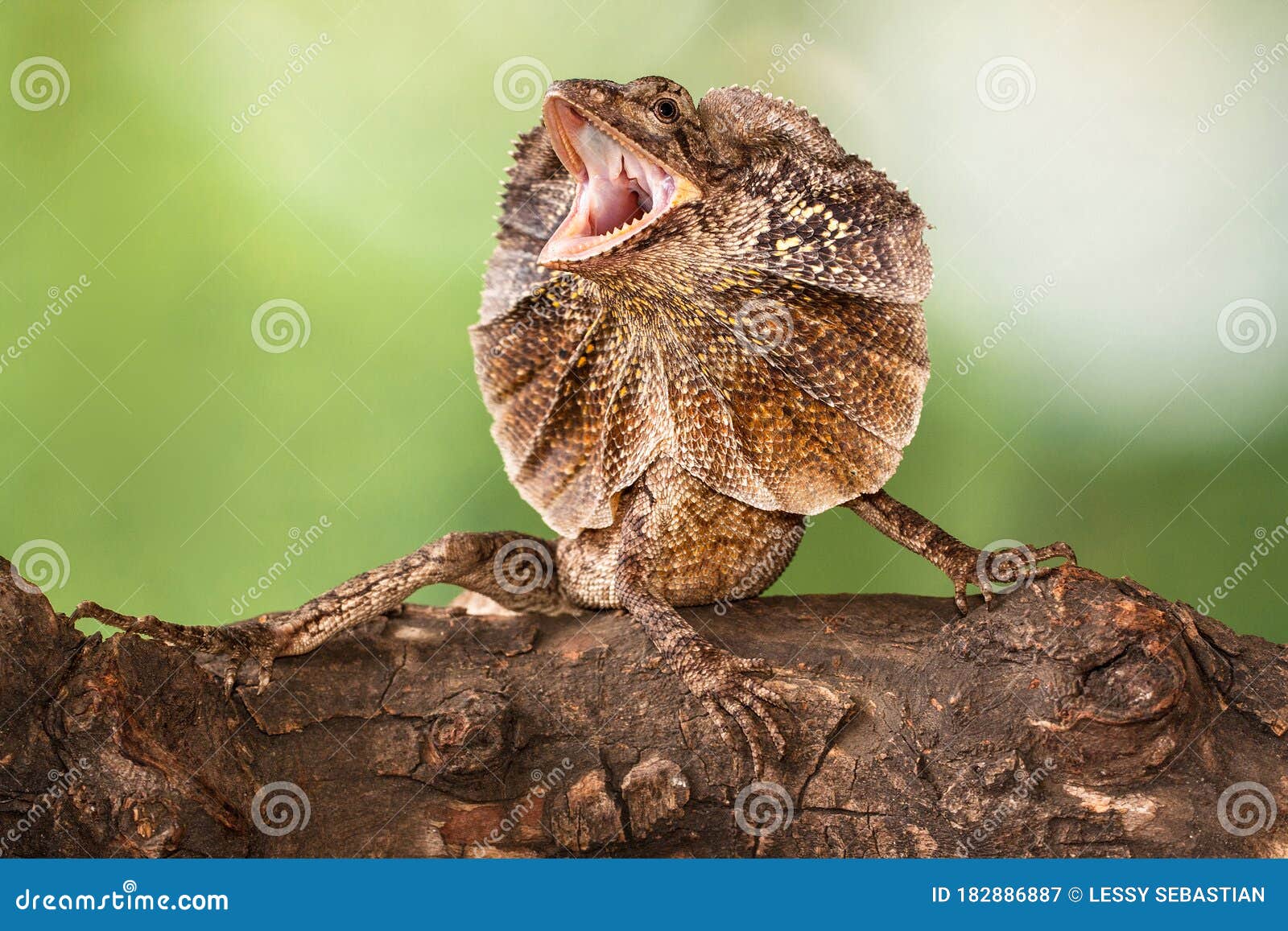 A angry frilled lizard stock image. Image of reptile - 182886887