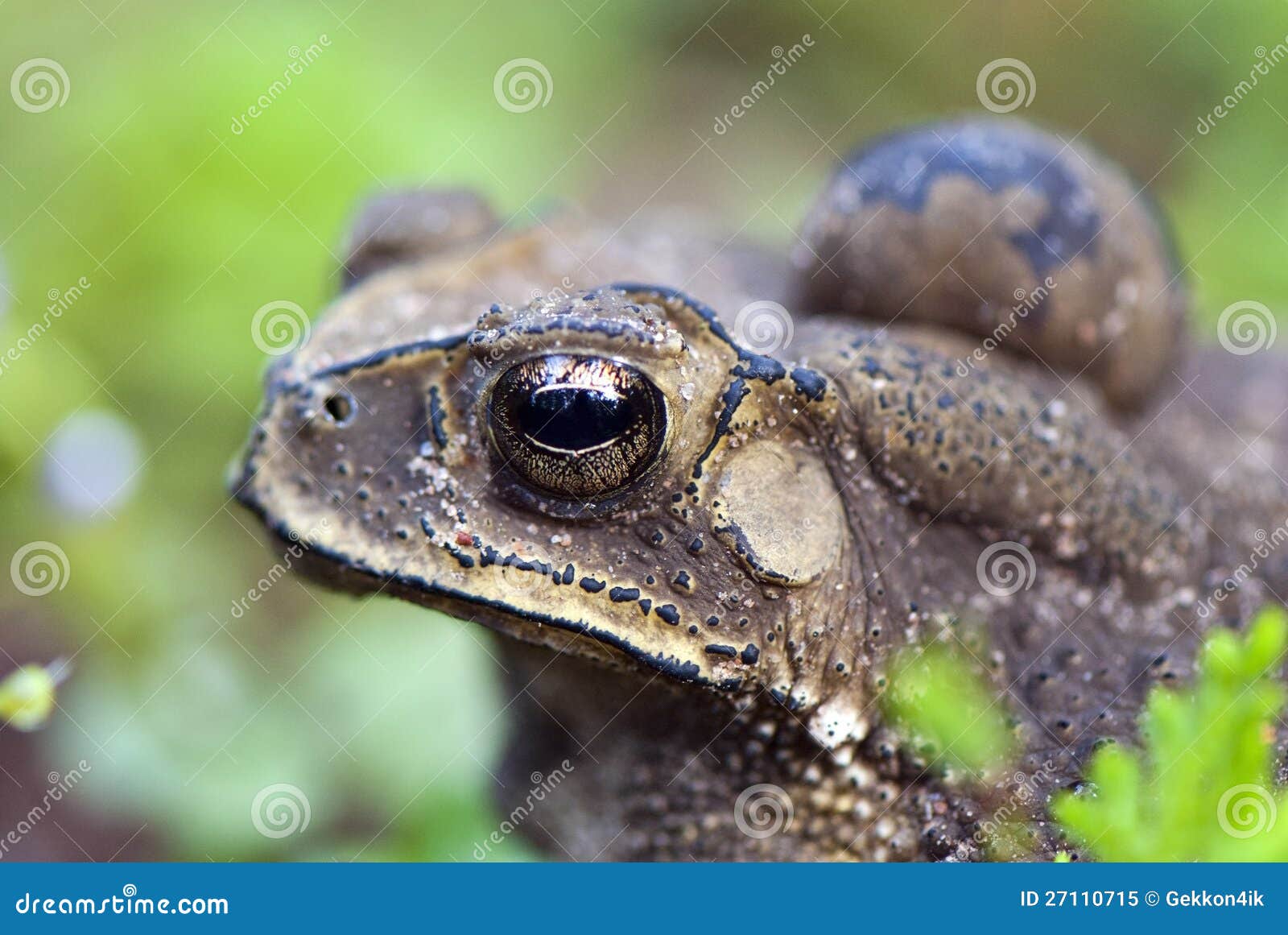Angry frog stock image. Image of endangered, rainforest - 27110715