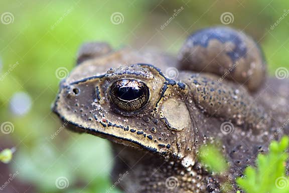 Angry frog stock image. Image of endangered, rainforest - 27110715