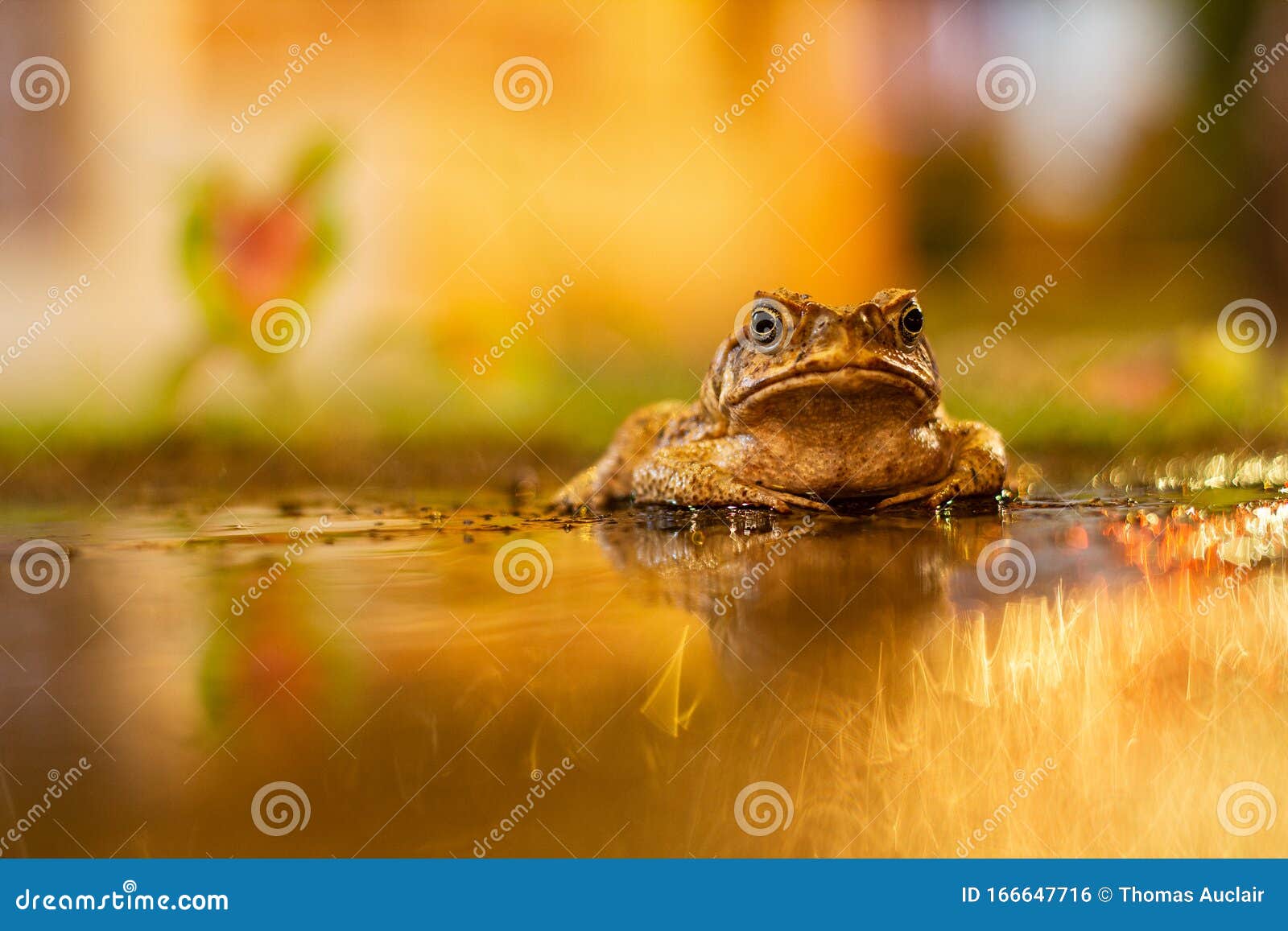 Angry Frog Sitting in Puddle at Dusk Stock Photo - Image of peek, pond ...
