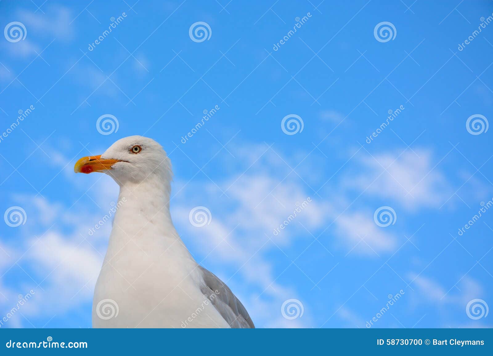 Angry but Funny Looking Seagull Stock Photo - Image of looking, angry ...