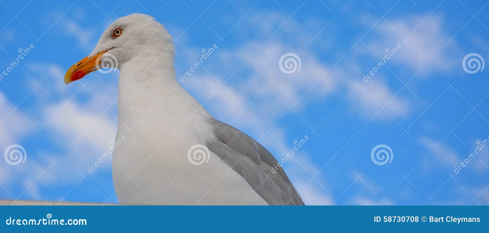 Angry but Funny Looking Seagull Stock Photo - Image of animal ...
