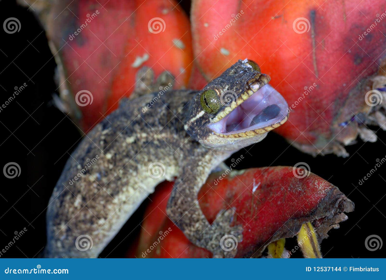 Angry Gecko Threat Display in Costa Rica Stock Photo - Image of rica ...