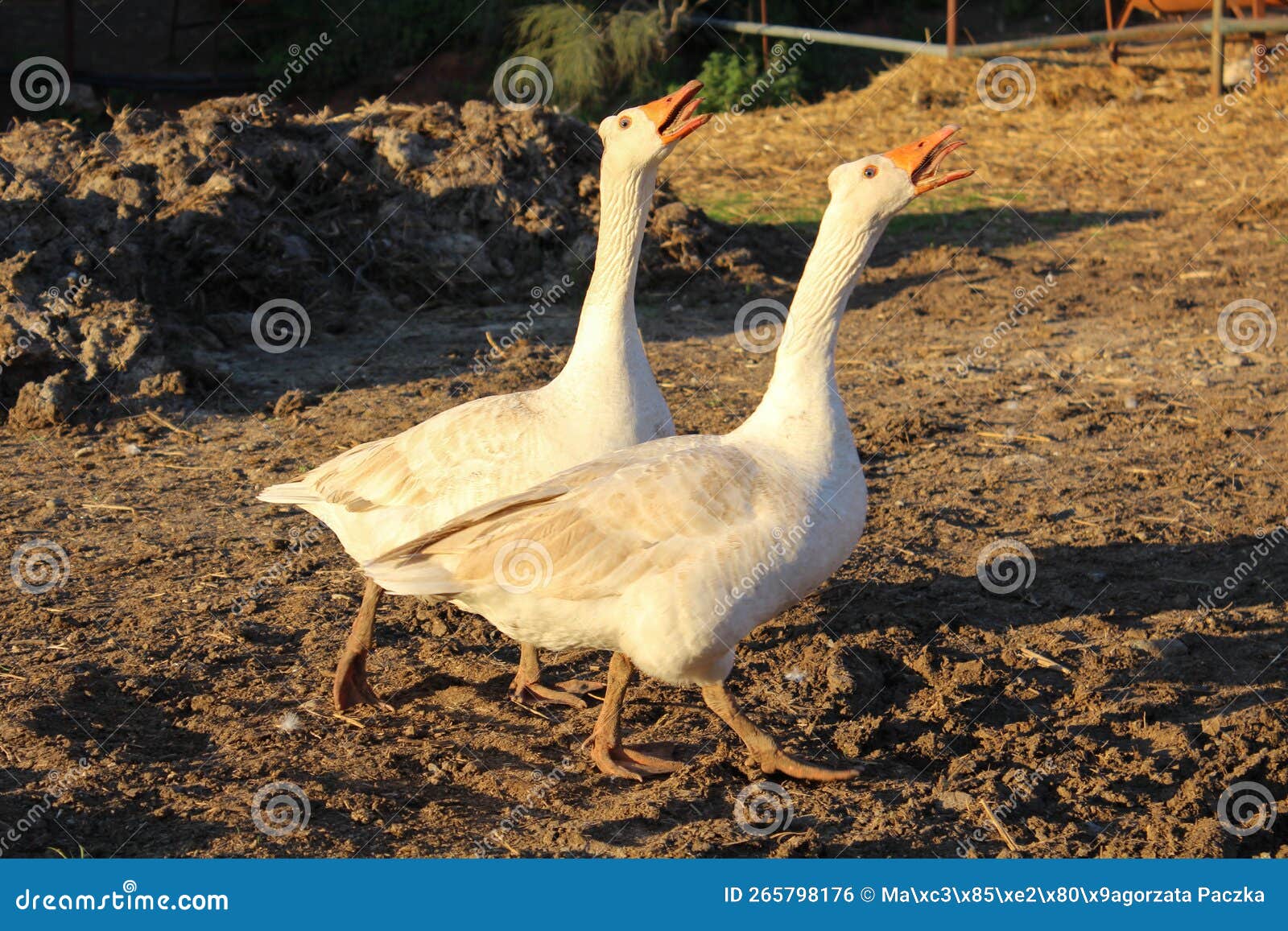 Angry geese stock photo. Image of angry, shorebird, chicken - 265798176