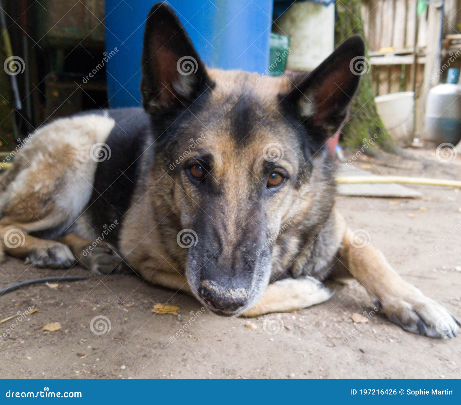Angry german shepherd stock photo. Image of angry, animal - 197216426