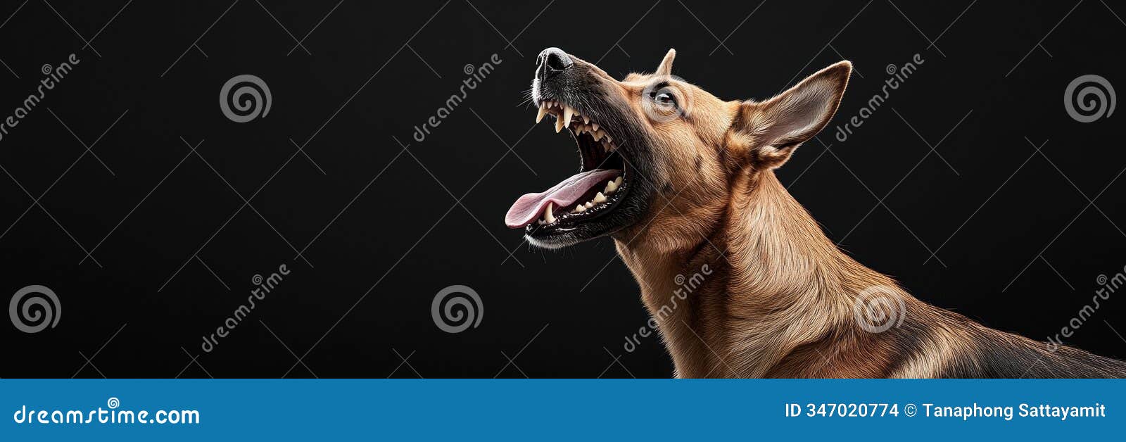 Angry German Shepherd Dog on Black Background Powerful German Shepherd ...