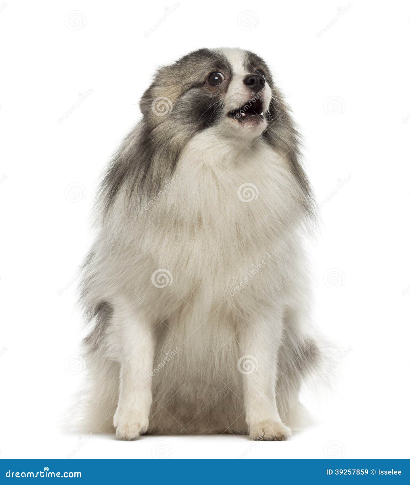 Angry German Spitz sitting stock image. Image of shouting - 39257859