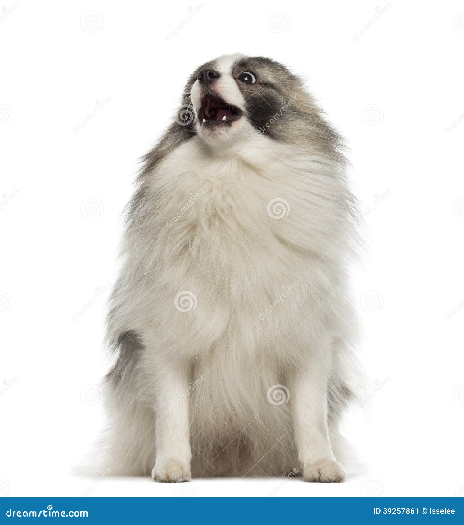 Angry German Spitz sitting stock image. Image of sitting - 39257861