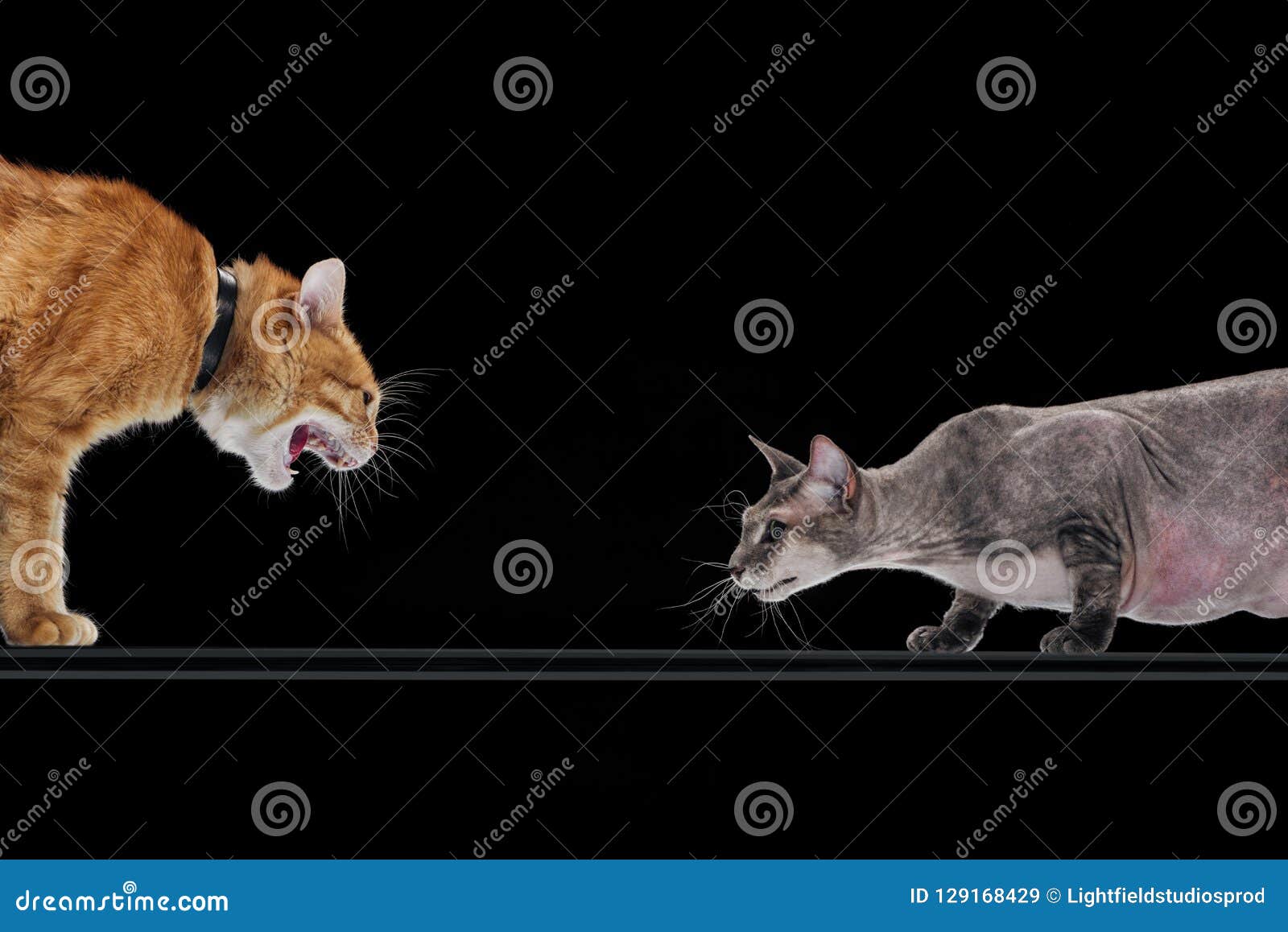 Angry Ginger Cat Hissing at Sphynx Cat Stock Image - Image of collar ...