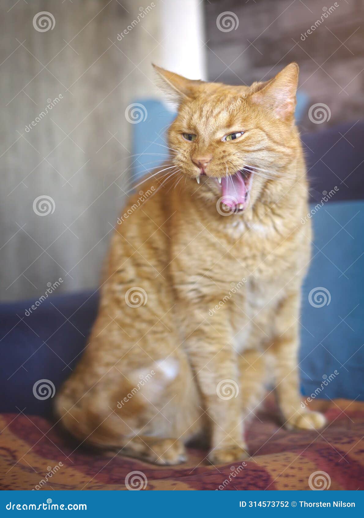 Angry Ginger Cat Sitting on the Sofa and Hissing with Mouth Open. Stock ...