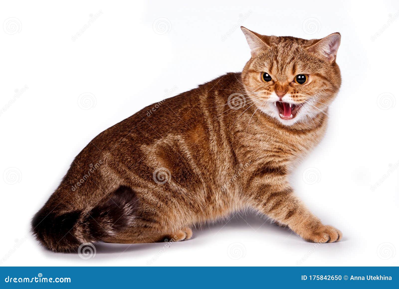Angry Ginger Tabby Cat Hisses and Attacks Isolated on White Stock Photo ...