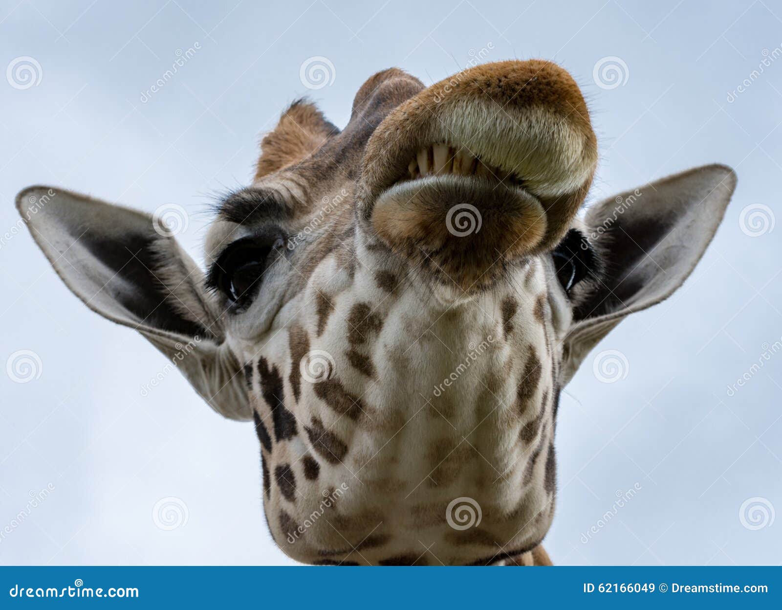 Grumpy Giraffe In Black And White Royalty-Free Stock Image | CartoonDealer.com #132034204