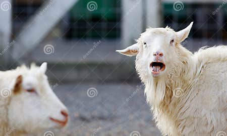 Angry Goat stock photo. Image of face, goat, goats, gesture - 22045160