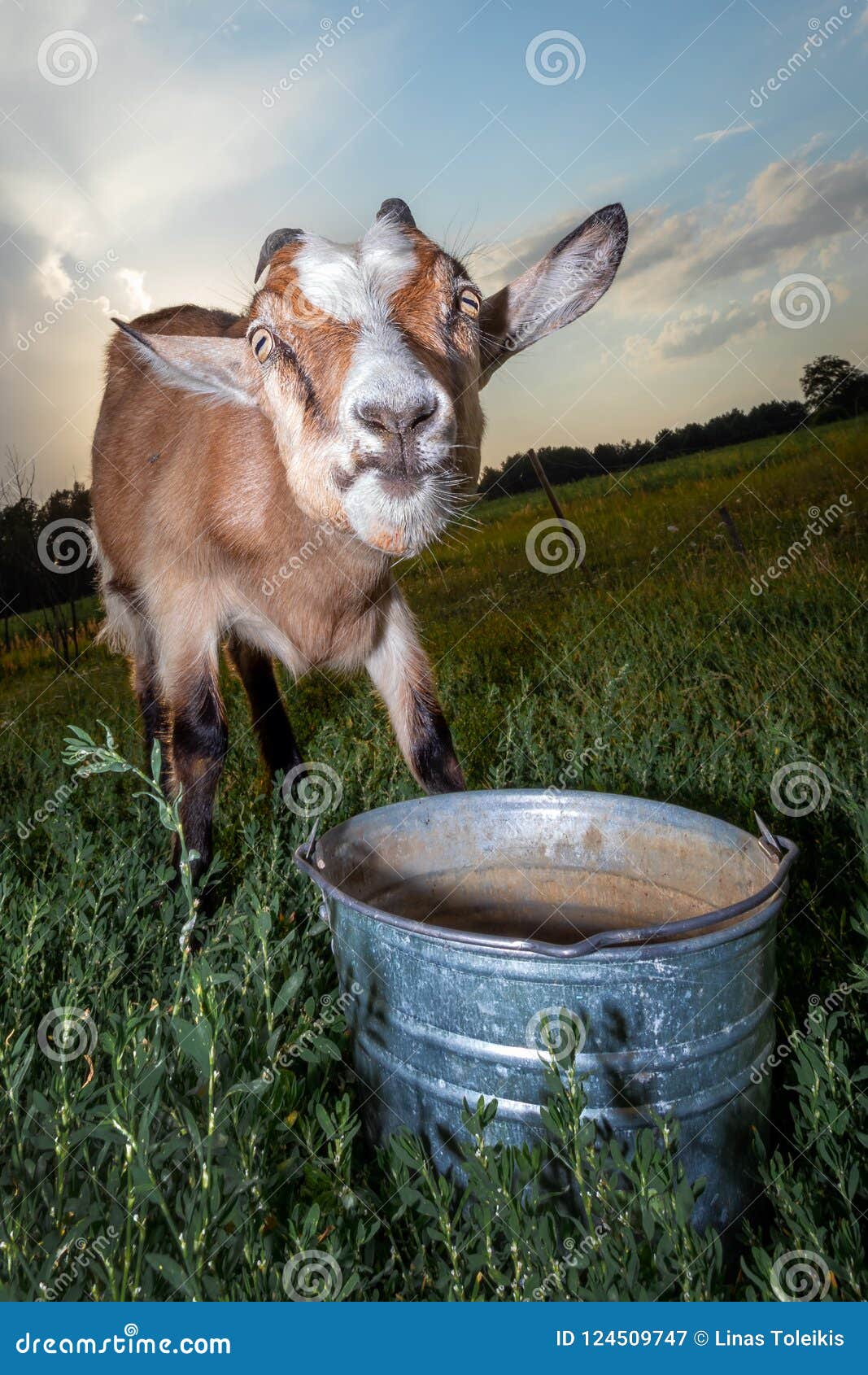 The goat and the bucket stock image. Image of livestock - 124509747