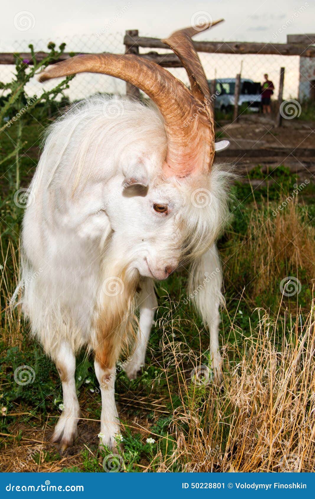 The angry he-goat. stock image. Image of husbandry, brown - 50228801