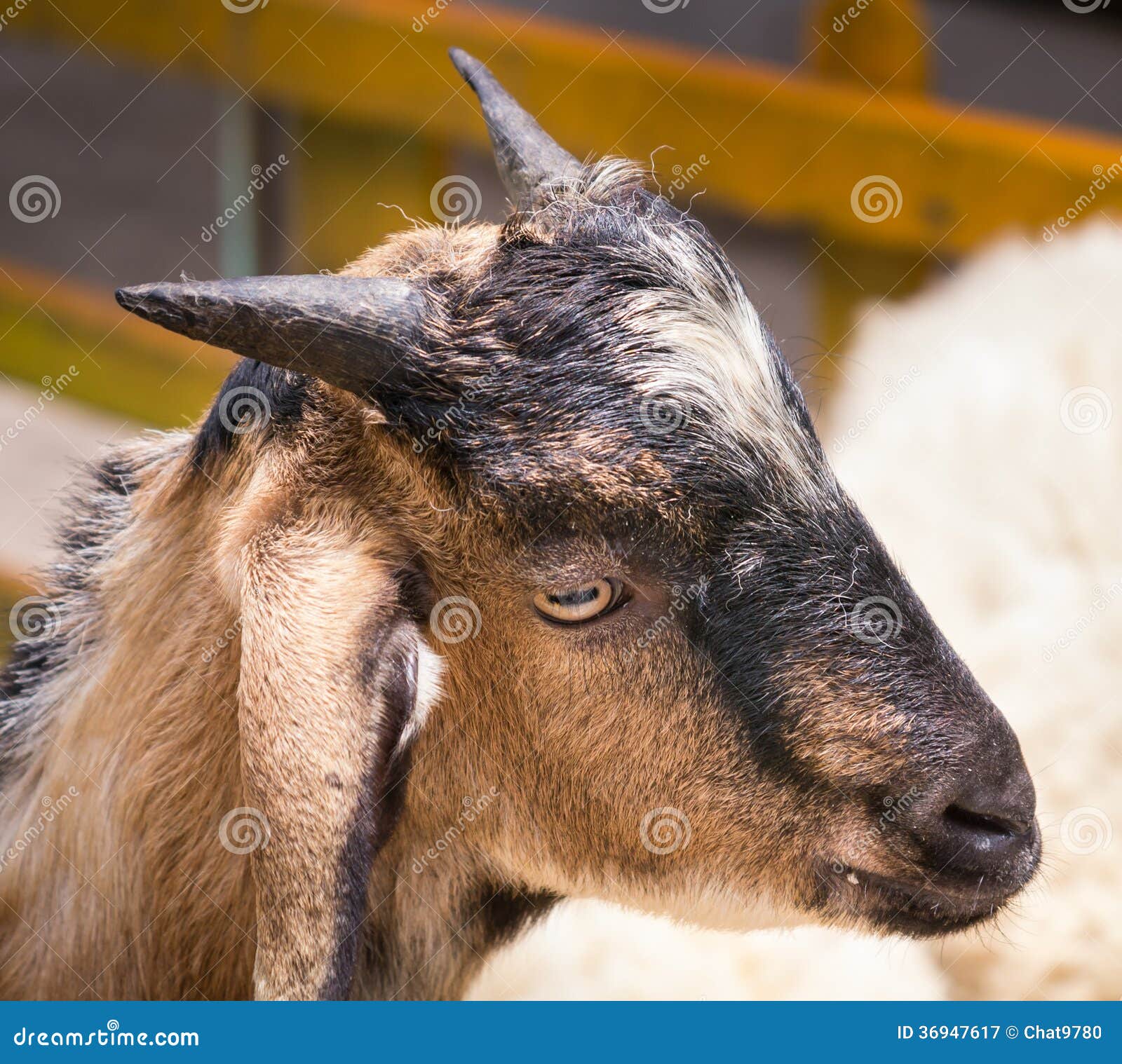 Angry goat stock image. Image of mammal, head, baby, goat - 36947617