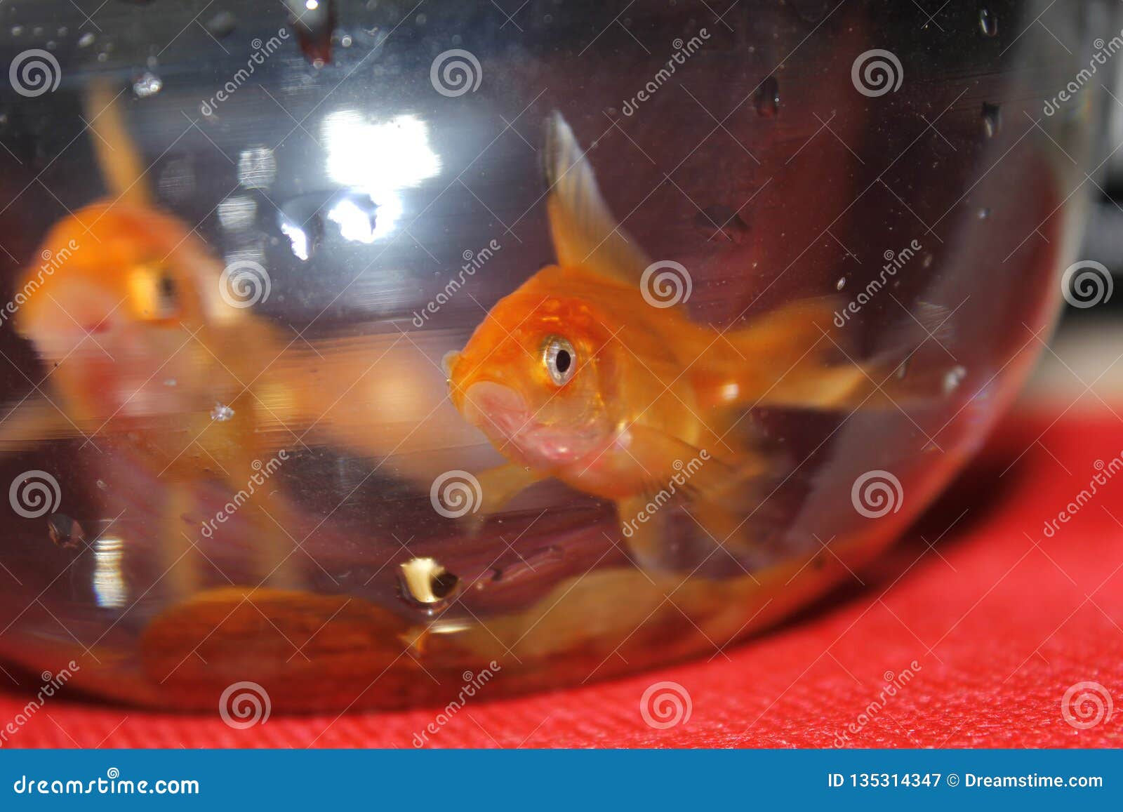 Angry Gold Fish Blurred Background Stock Image - Image of black, drop ...