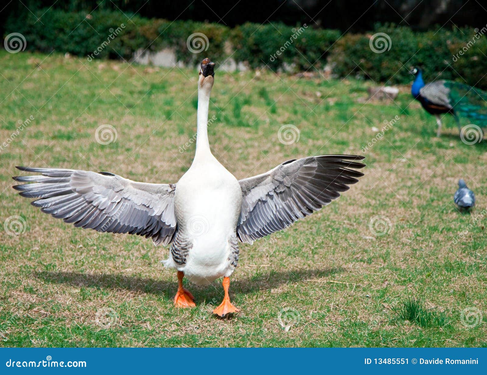 Angry goose stock image. Image of rostrum, grass, feather - 13485551