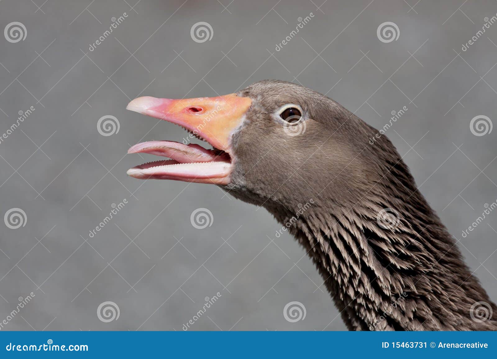 Angry Goose Teeth