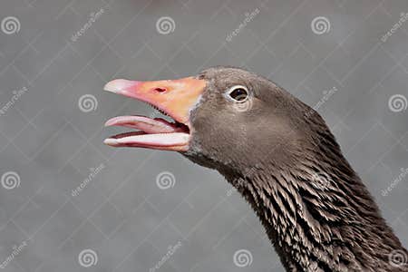 Angry Goose stock image. Image of attack, animal, noisy - 15463731