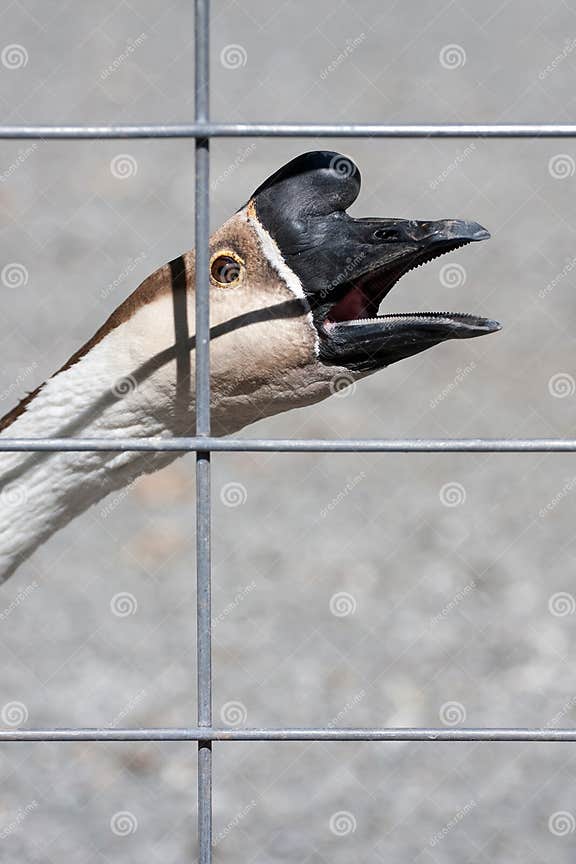 Angry Goose stock image. Image of aggression, nature - 15521007