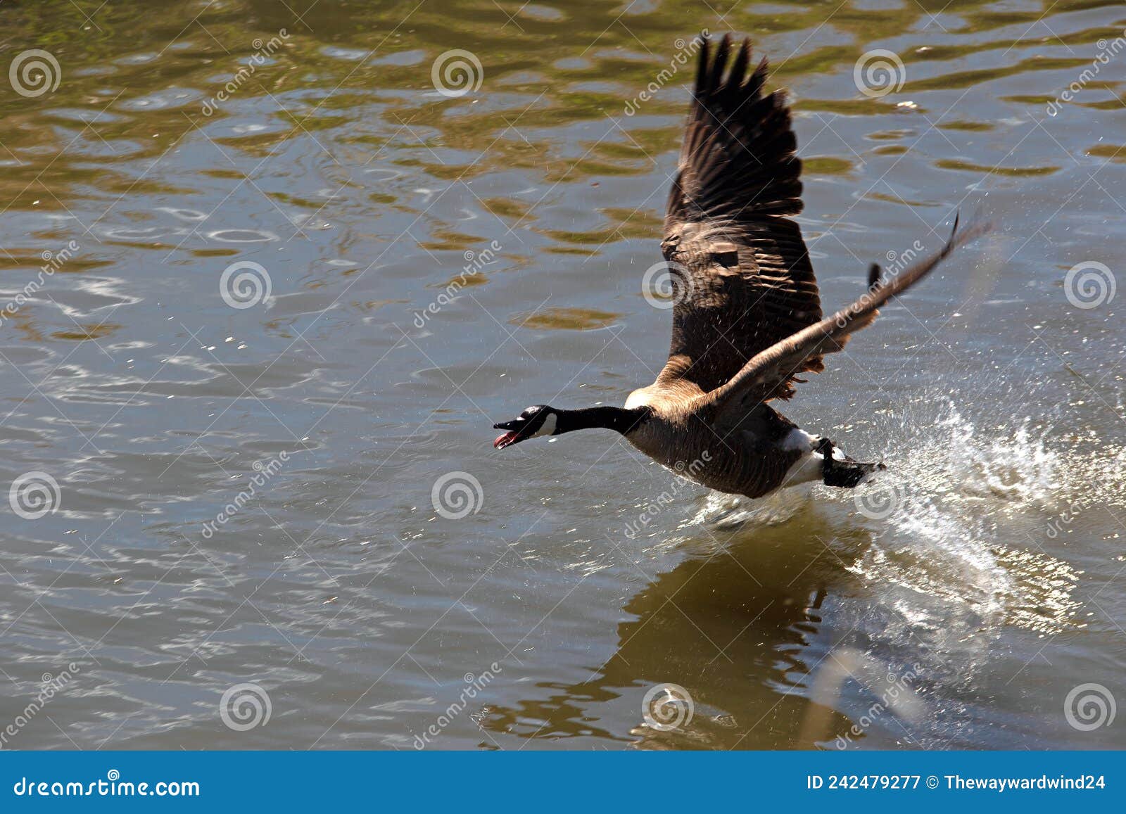 An Angry Goose Flying Over Water Stock Image - Image of morning, camp ...