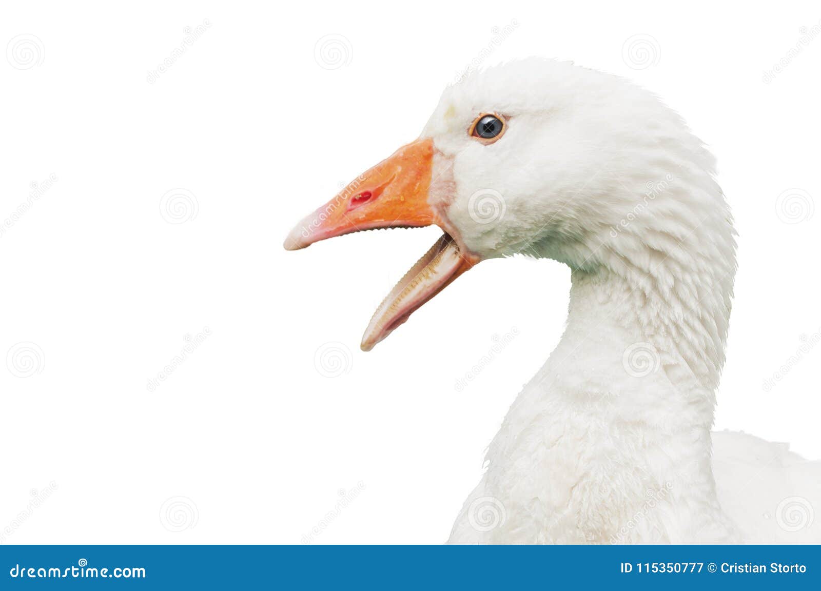 Angry goose isolated stock image. Image of white, animal - 115350777