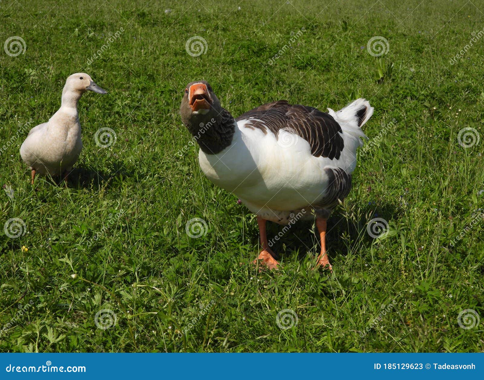 Angry Goose Looking at Camera Stock Image - Image of background, blured ...