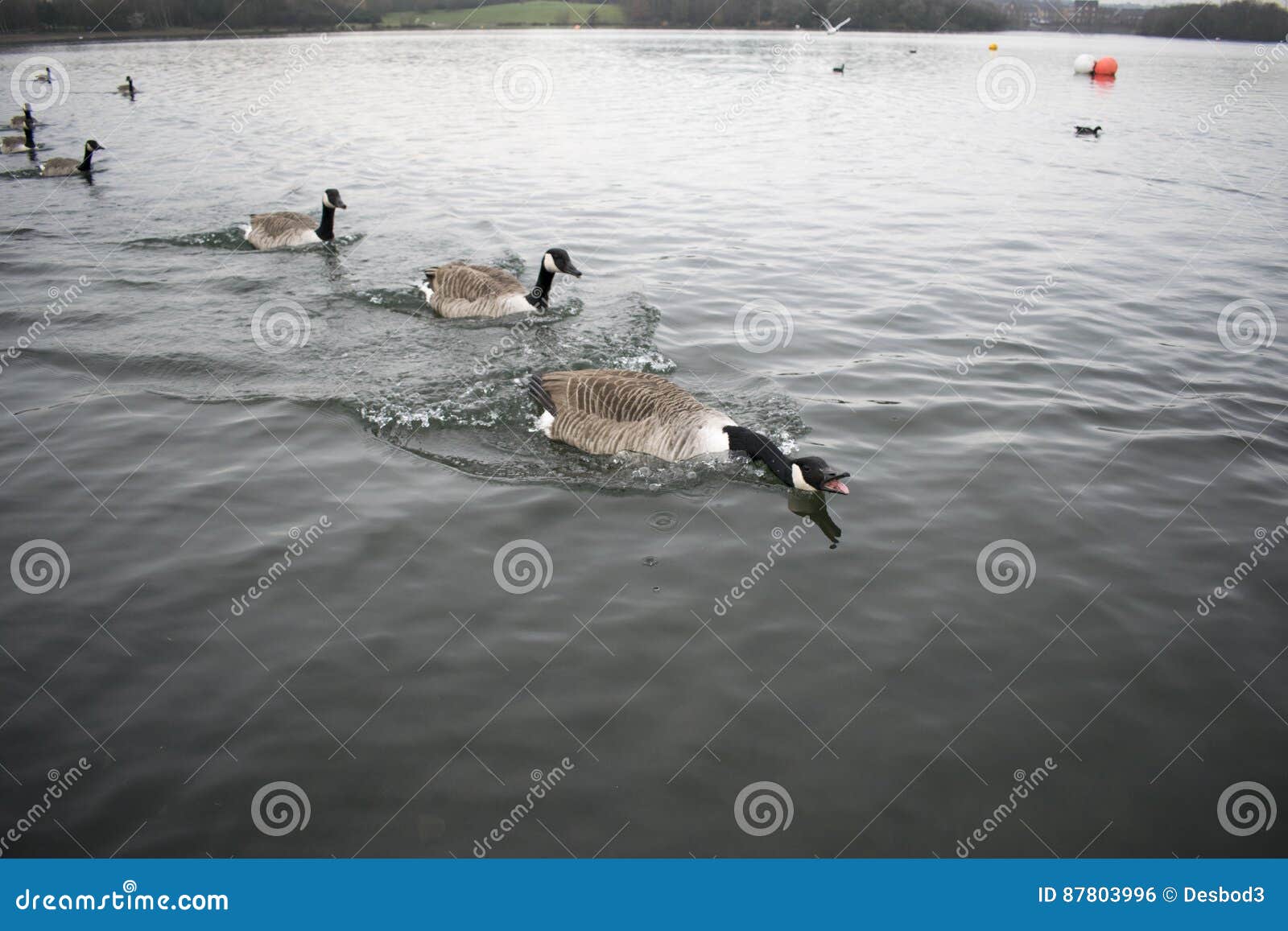 Angry Goose stock photo. Image of movement, tonque, waterbird - 87803996