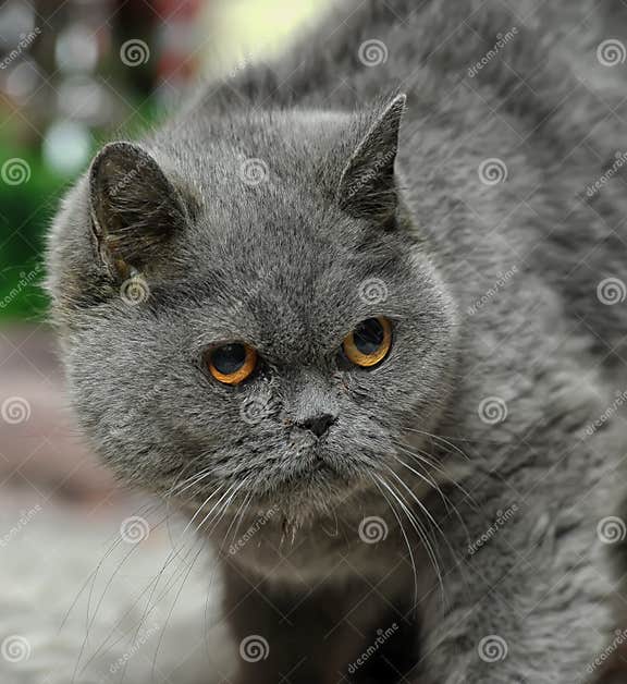 Angry gray cat British stock photo. Image of gray, animal - 28326750