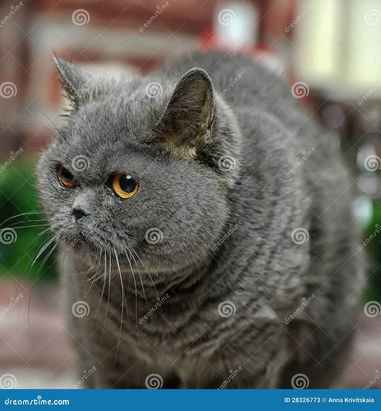 Angry gray cat British stock image. Image of curious - 28326773