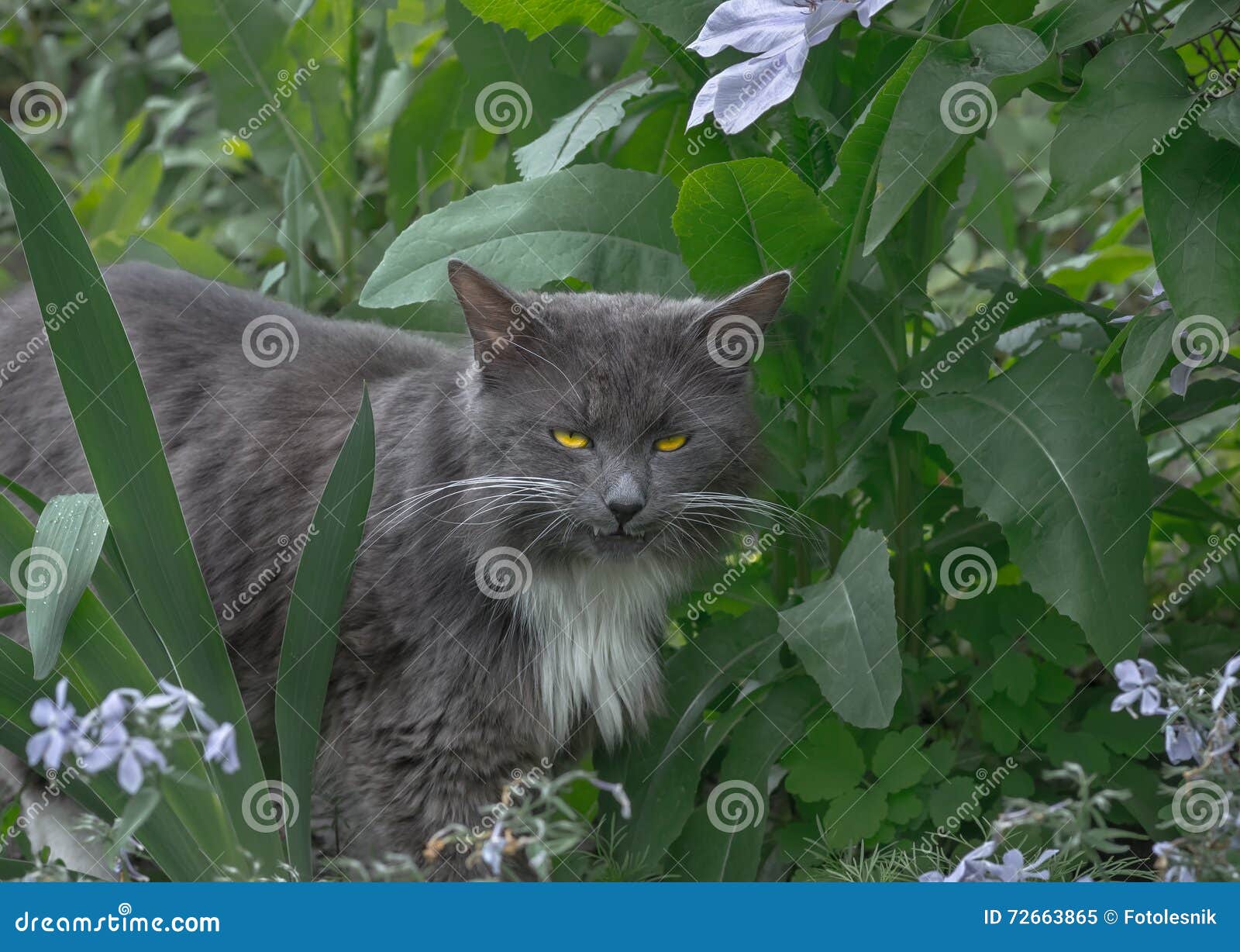 Angry gray cat stock image. Image of blur, furry, animal - 72663865