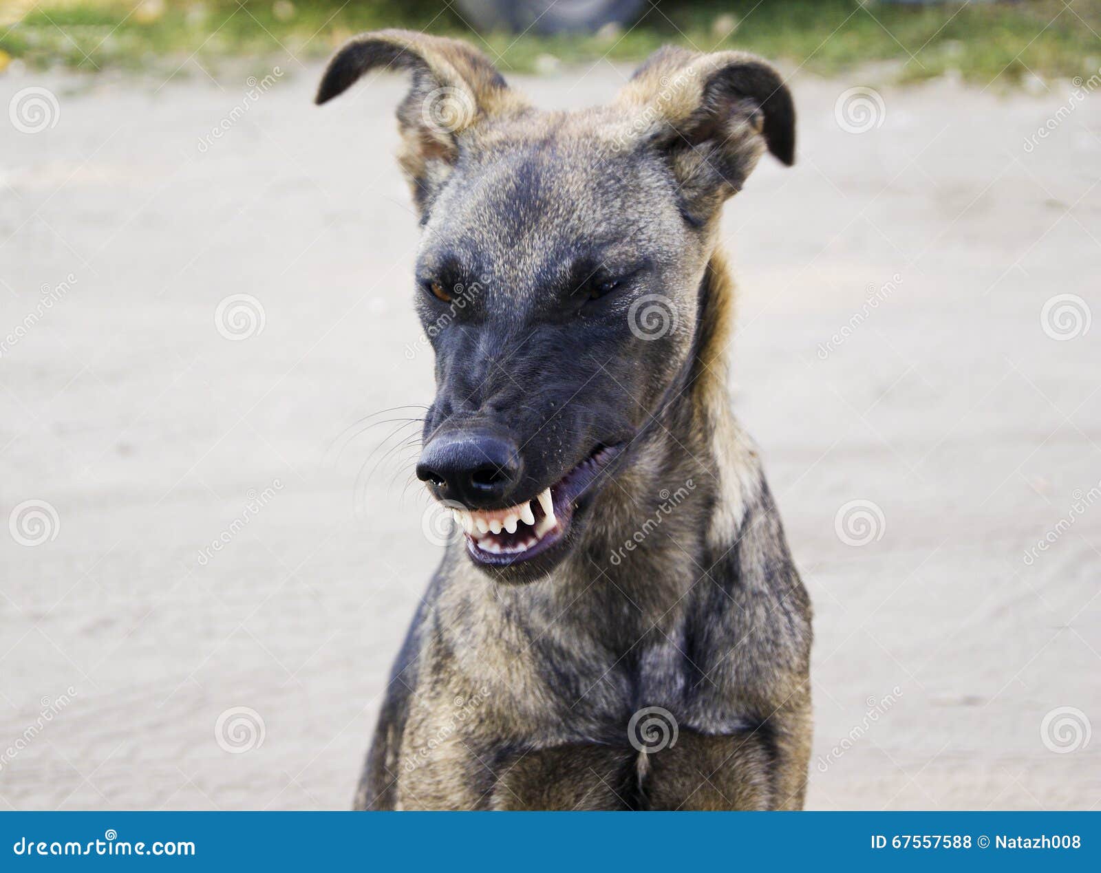 Sharp Teeth Of Black Cat Stock Photography | CartoonDealer.com #193203746