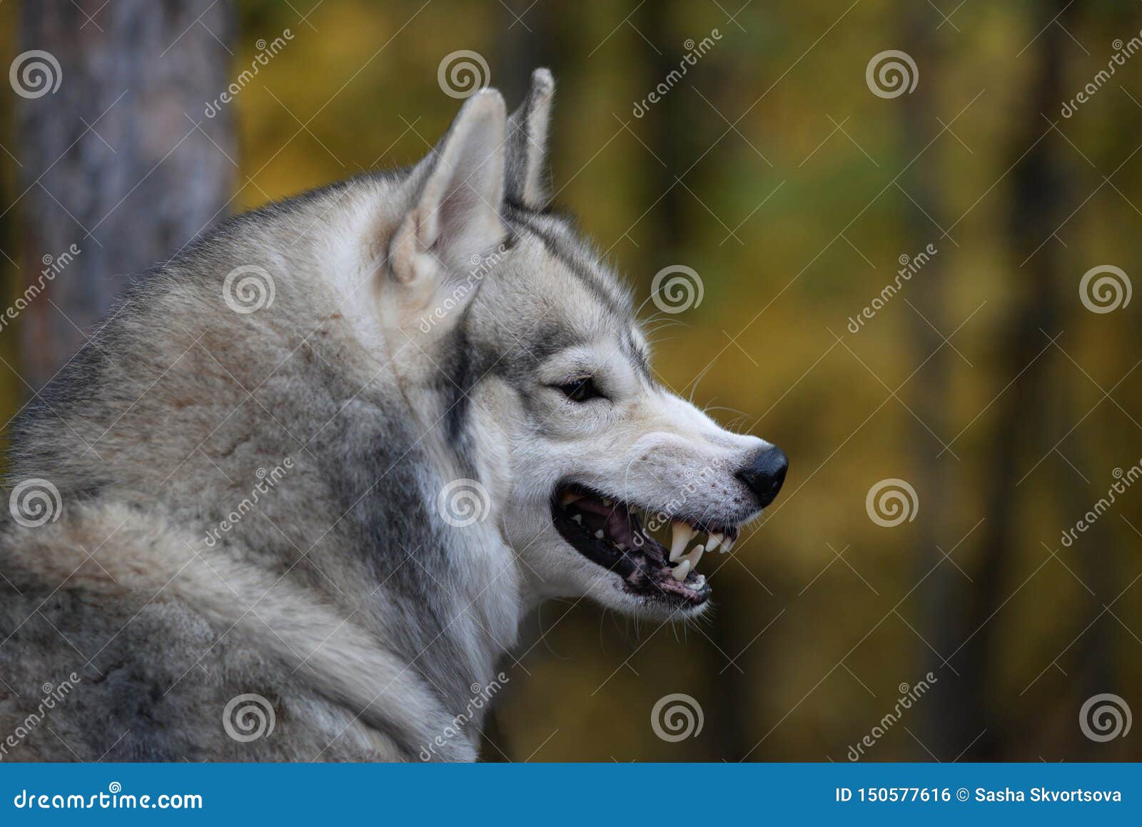 Angry Gray Wolf in Autumn Forest Stock Photo - Image of autumn, mammal ...