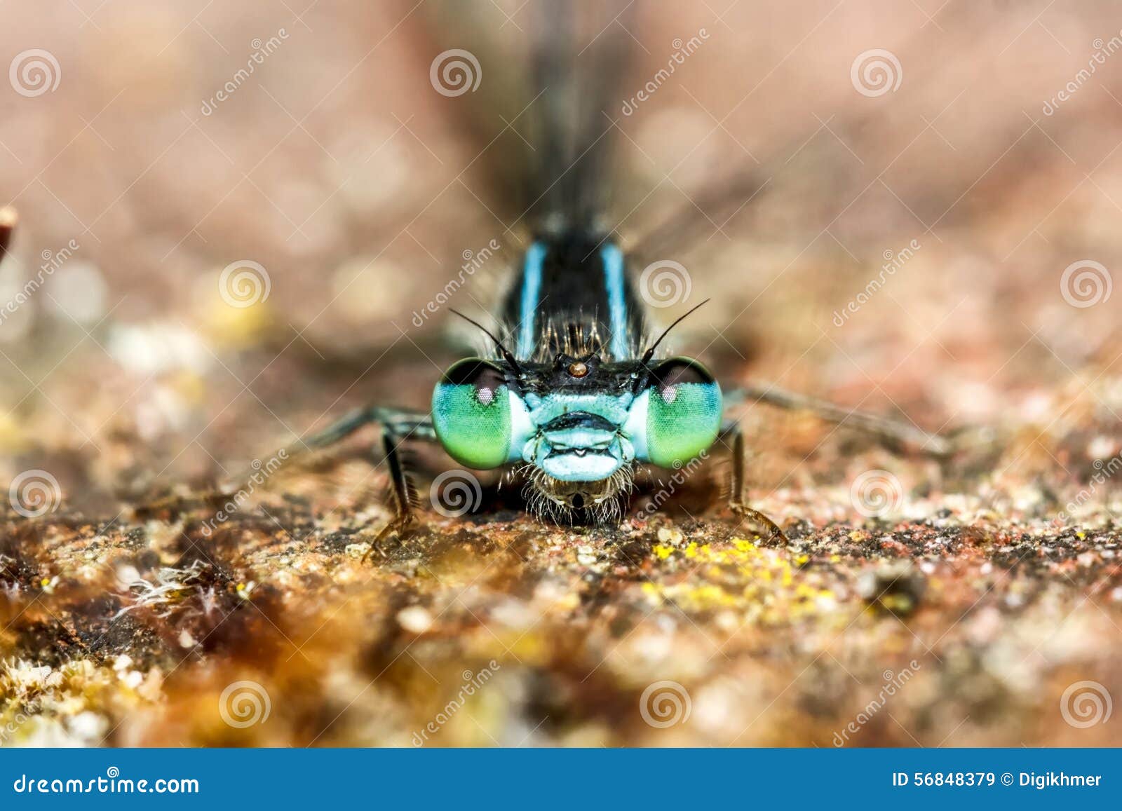 Angry Green Vine Snake... Royalty-Free Stock Photo | CartoonDealer.com ...
