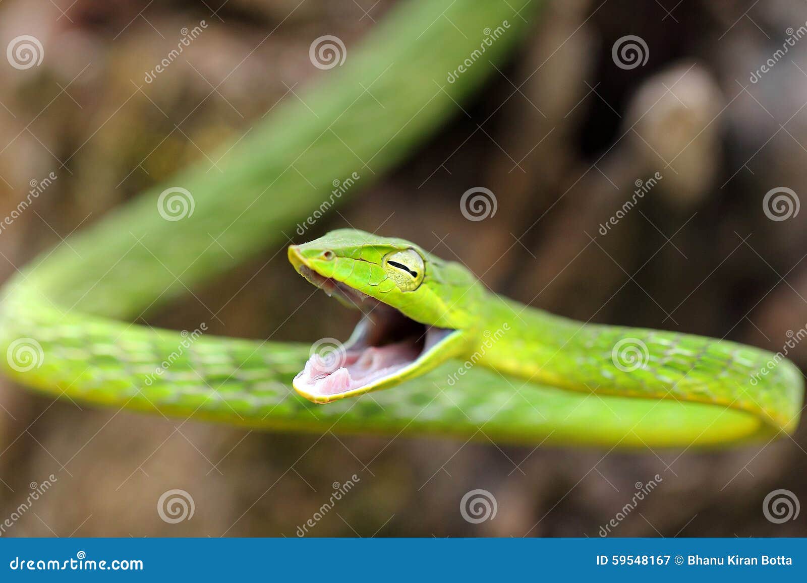 Angry Green Vine Snake... stock image. Image of forests - 59548167