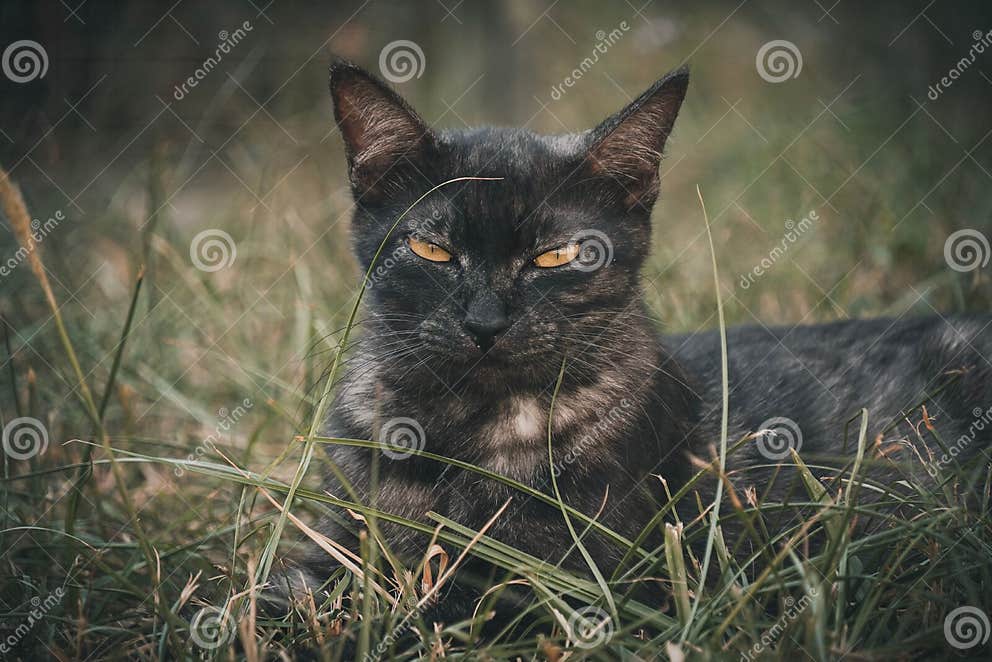 Angry Grey Cat Sitting on the Grass Stock Photo - Image of animal ...
