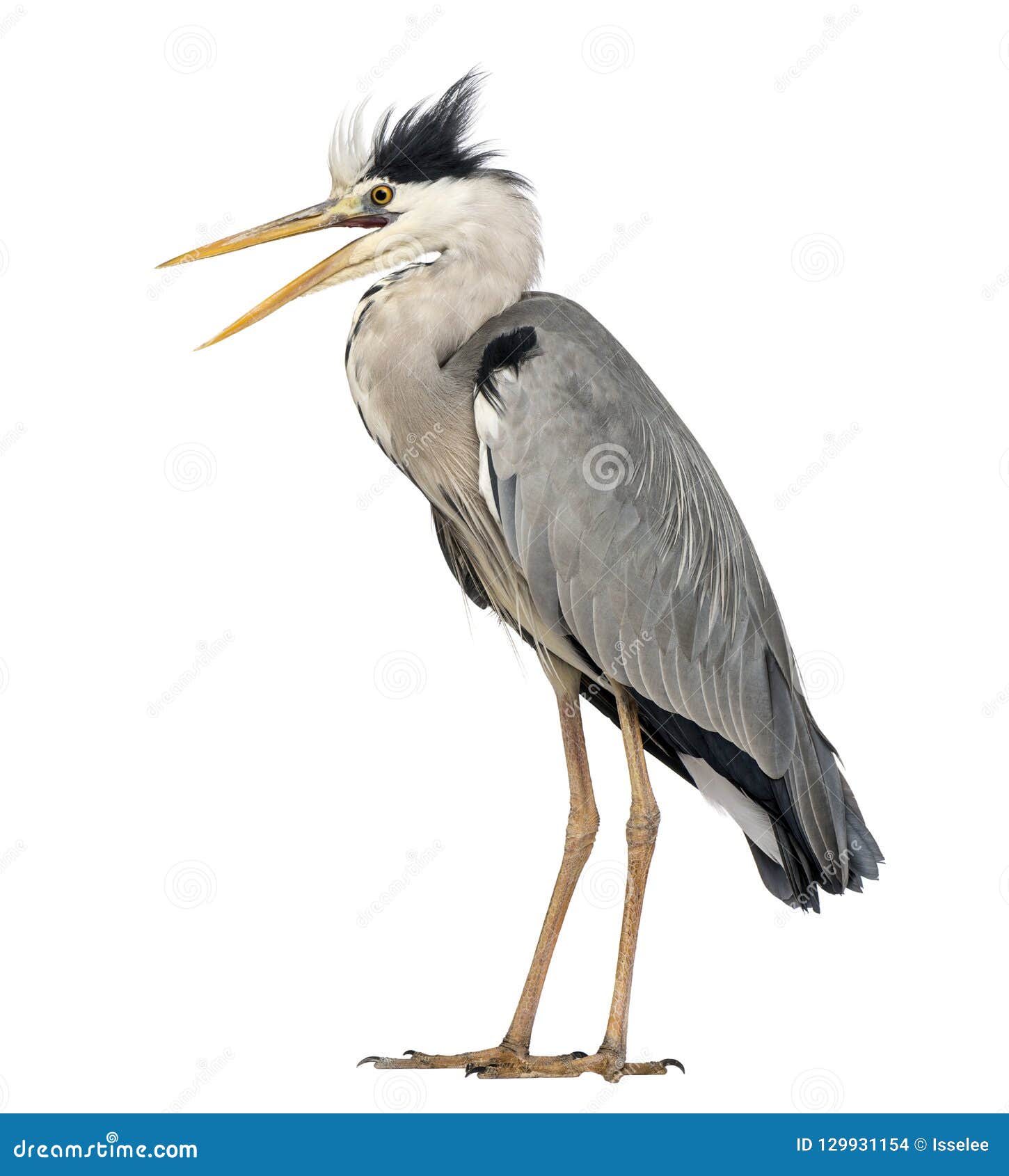 Angry Grey Heron Standing, Screaming, Ardea Cinerea Stock Photo - Image ...
