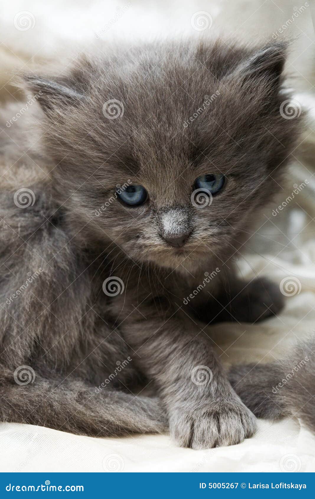 Angry grey kitten stock image. Image of kitty, feline - 5005267