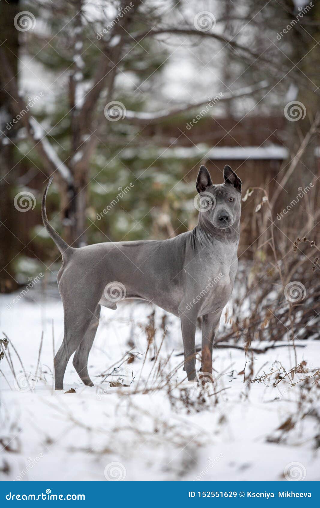 Angry Grey Thai Ridgeback Dog Stay on Snow Stock Image - Image of doggy ...