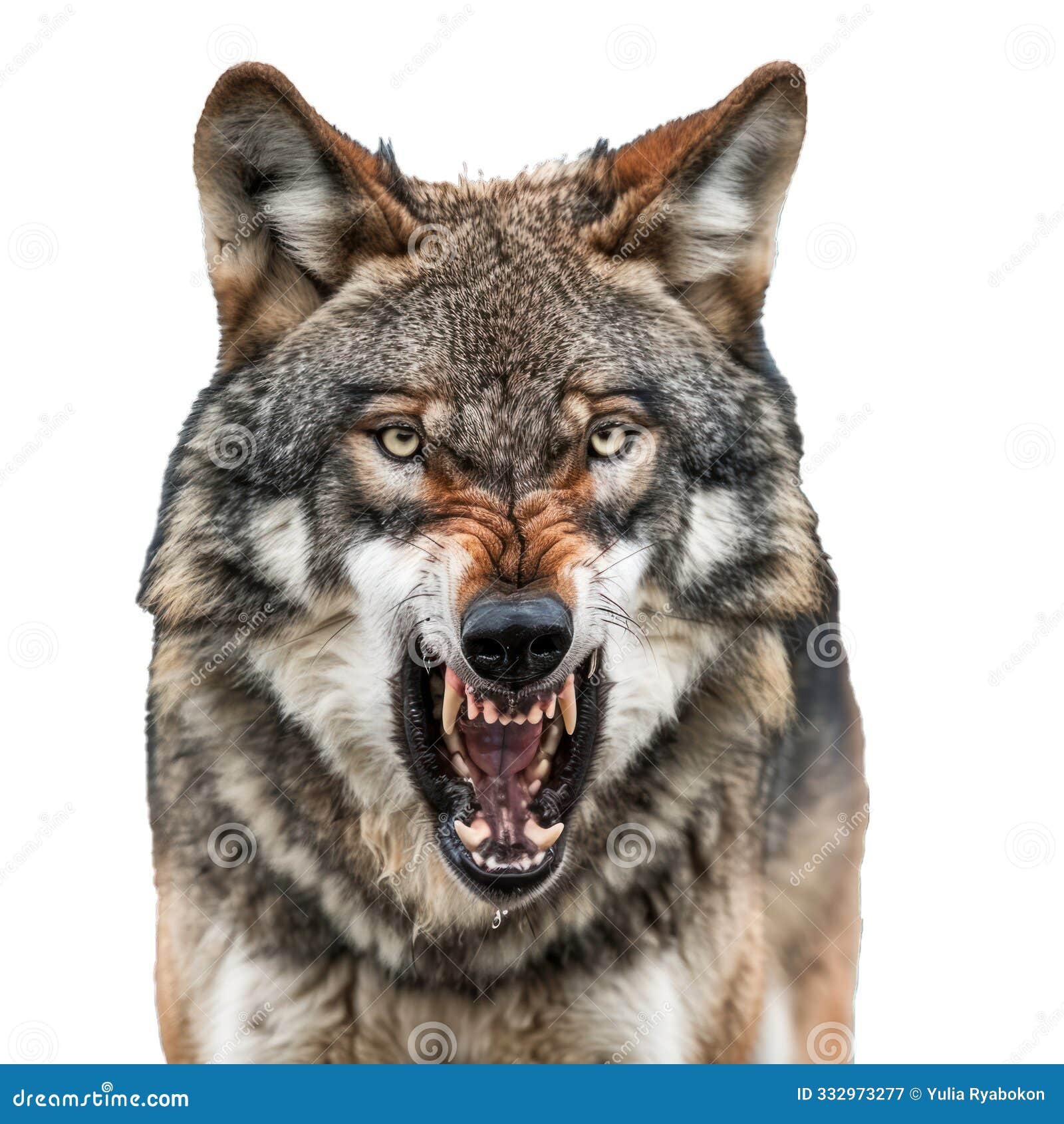 Wolf Growling Standing On White Background. Stock Photography ...