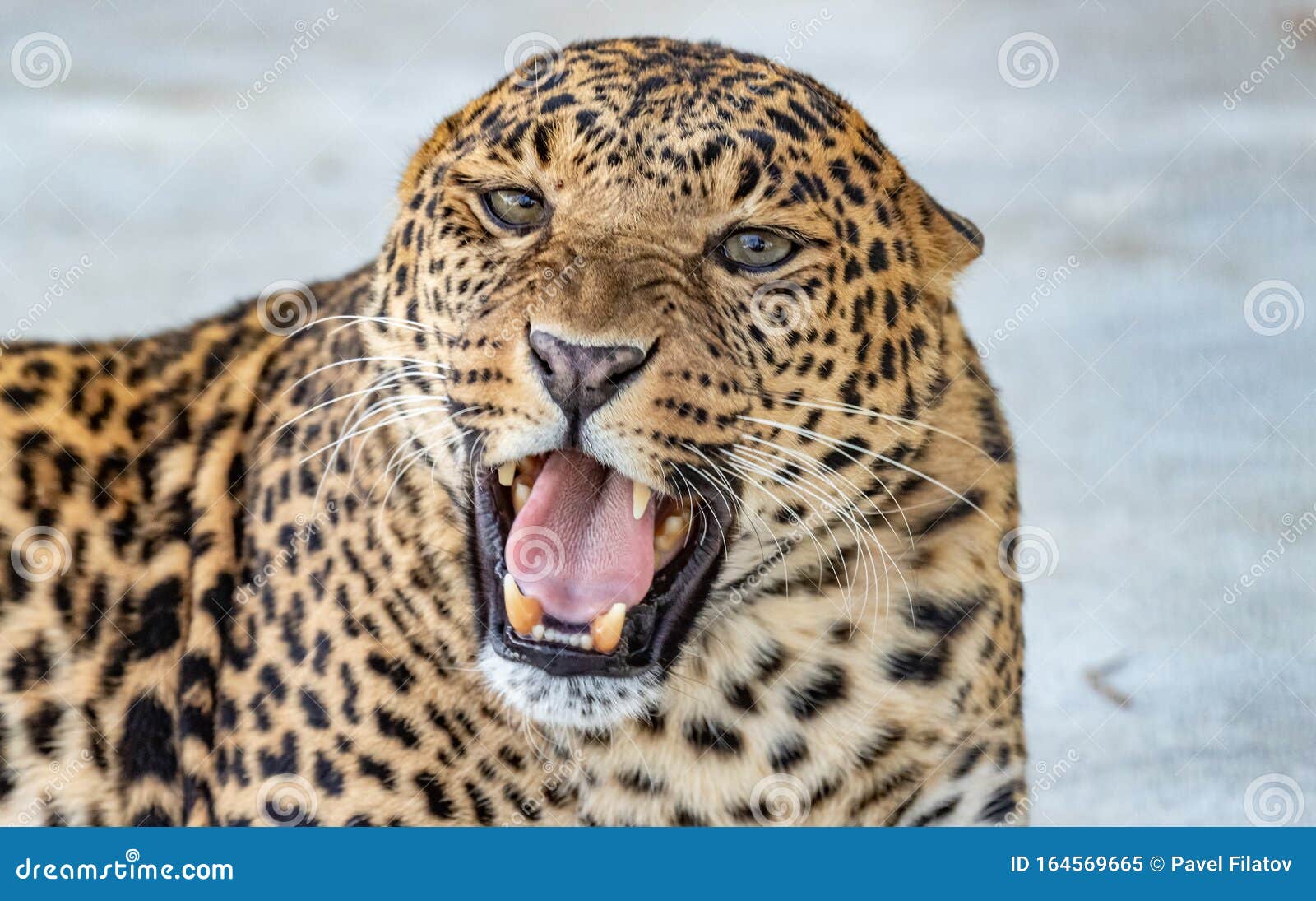 An Angry, Grinning Leopard. Stock Image - Image of outdoor, language ...