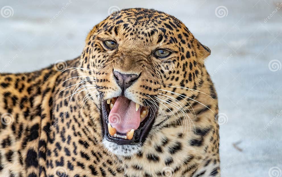 An Angry, Grinning Leopard. Stock Image - Image of outdoor, language ...